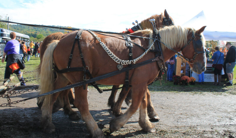Attractions – LaFayette Apple Festival